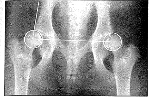Hip Joint Dysplasia pada Hewan - Mydokterhewan