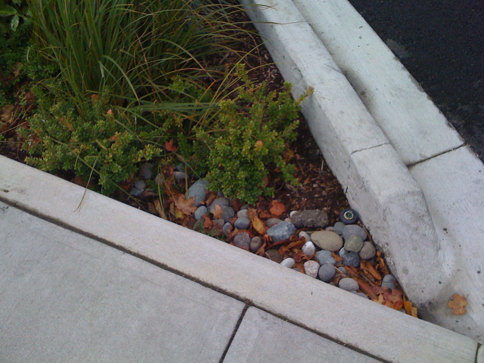 All-Purpose Flower: Port Townsend Rain Gardens