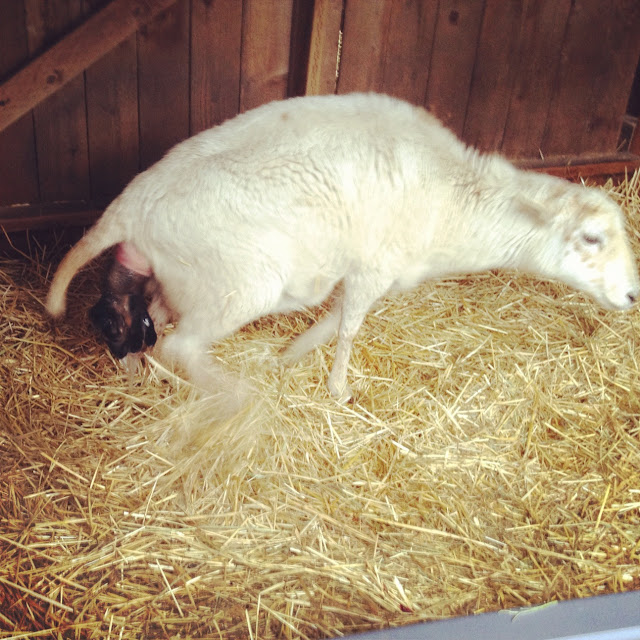 BCxFour: Birth of a Lamb