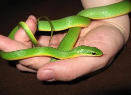 Most Amazing: Rough Green Snake