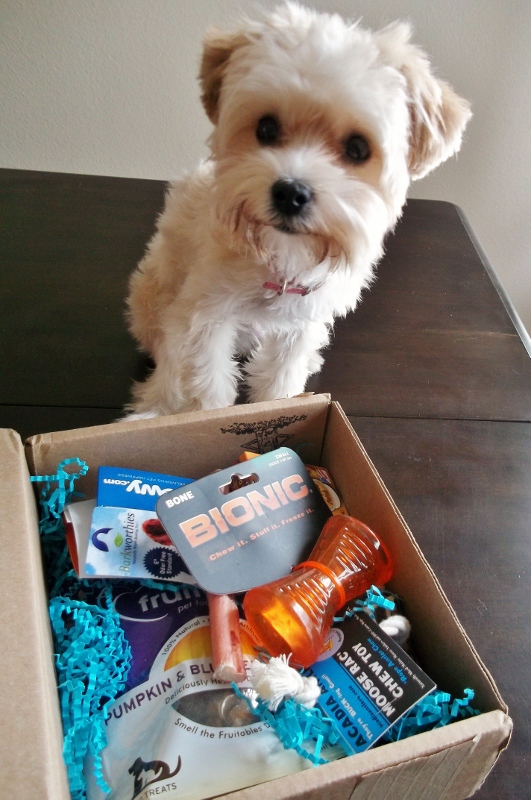 Time Out For Truffles: Bark Box- Monthly Subscription Box Bundles For Fido