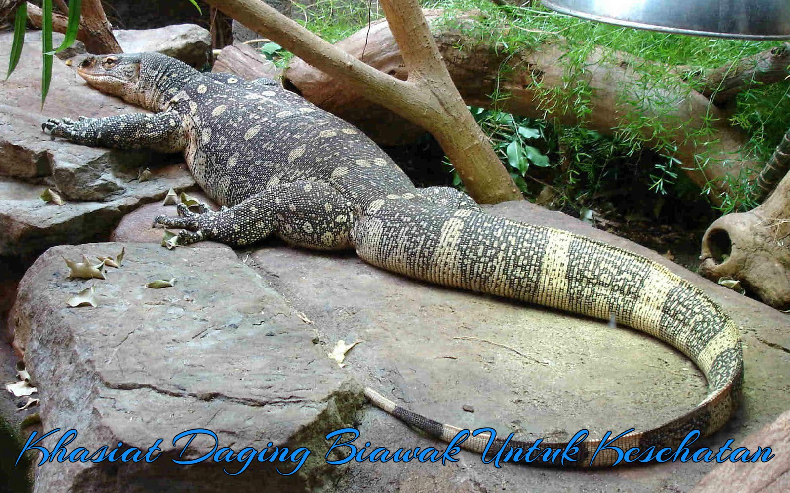 Khasiat Daging Biawak Untuk Kesehatan | Artikel Kesehatan Dan Pengobatan