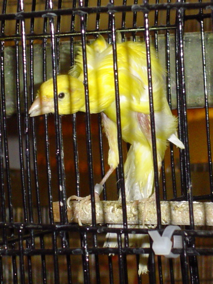 LOS CANARIOS DE POSTURA: Canarios Rizados (2)