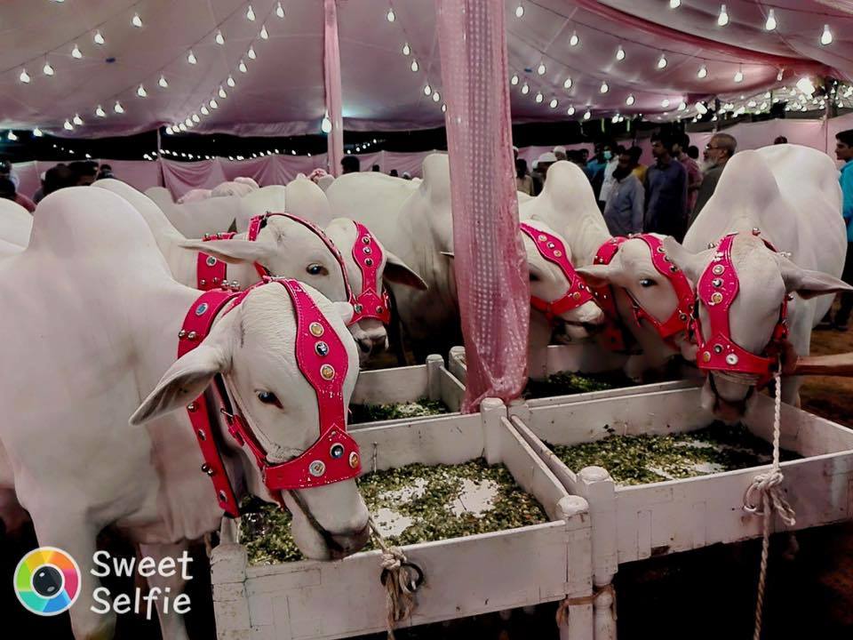 Karachi Cow Mandi 2023 New Pictures Photos Videos Lahore Pakistan Price