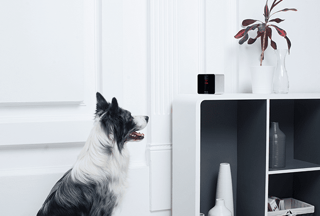 10 Best Tech Gadgets for Dogs | Australian Dog Lover