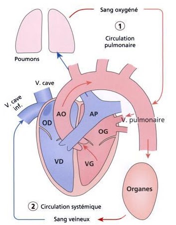 fonction cardiaque ifsi