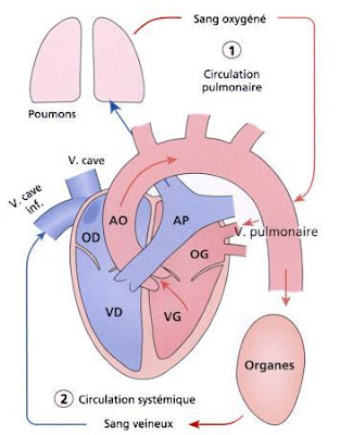 Anatomie cardio-vasculaire | Récap' IDE