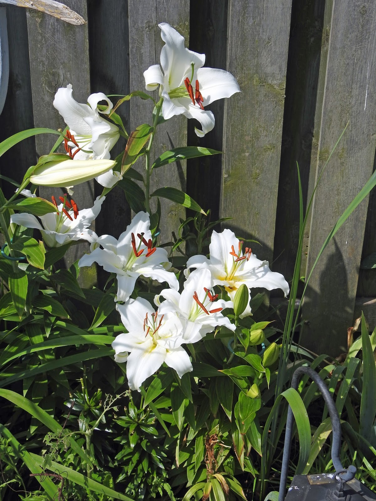 Crafty Violet's Chaos: Giant Lilies