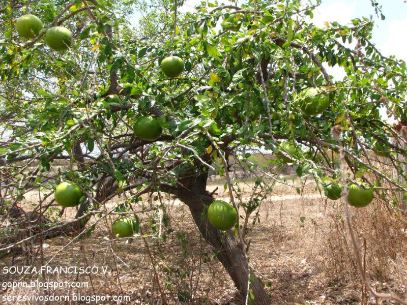 CARLOS ANDRADE OLIVEIRA : CURIOSIDADES DA FLORA BRASILEIRA - COITÉ, UMA ...