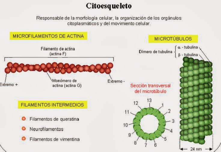 La Célula: Citoesqueleto