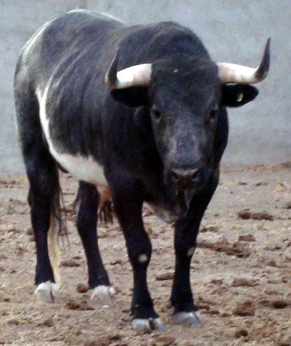 TORO PRENSA PERU: toros para las corridas de ACHO,