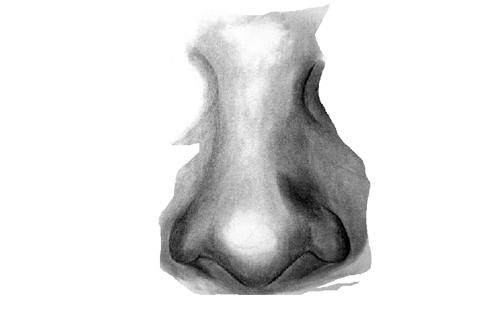 Portrait Tips: Pencil Drawing:Features of face