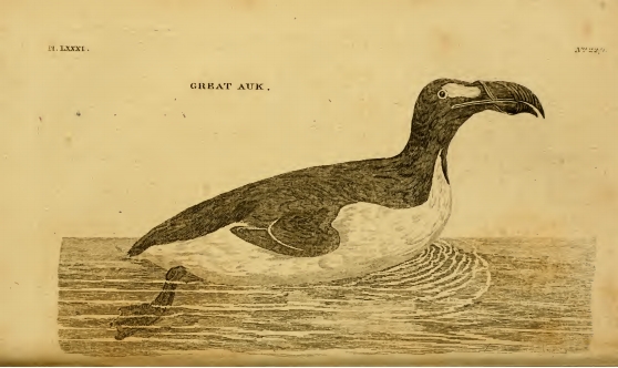 The Study: For Auks' Sake