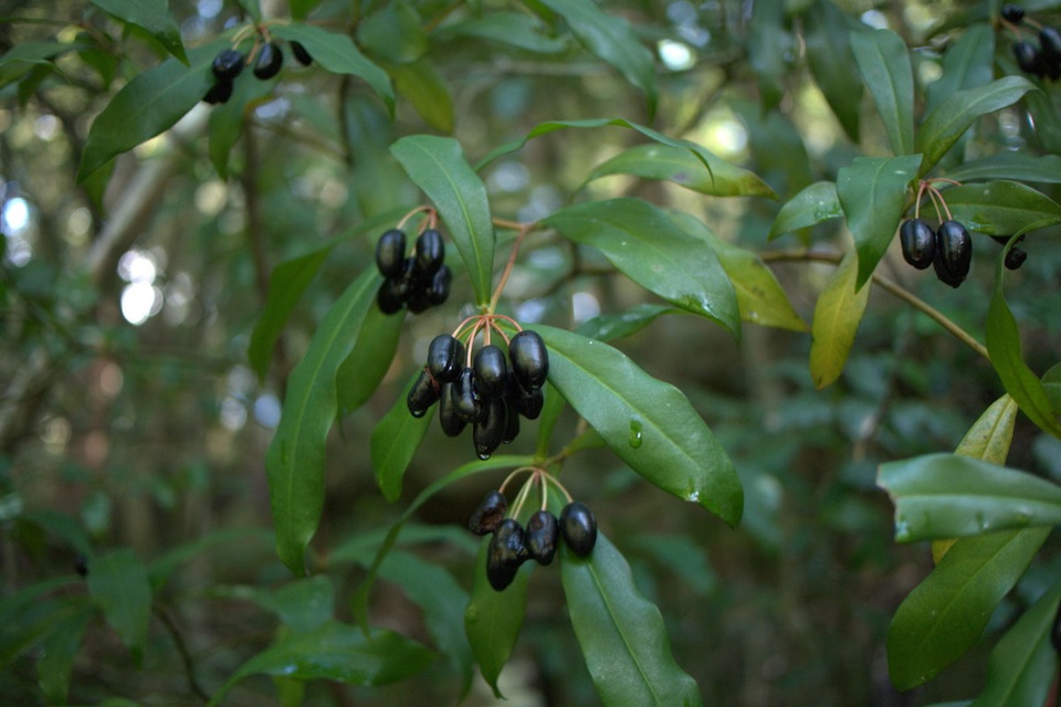 Try growing: Brush Pepperberry (Tasmannia insipida) | Growing Illawarra ...
