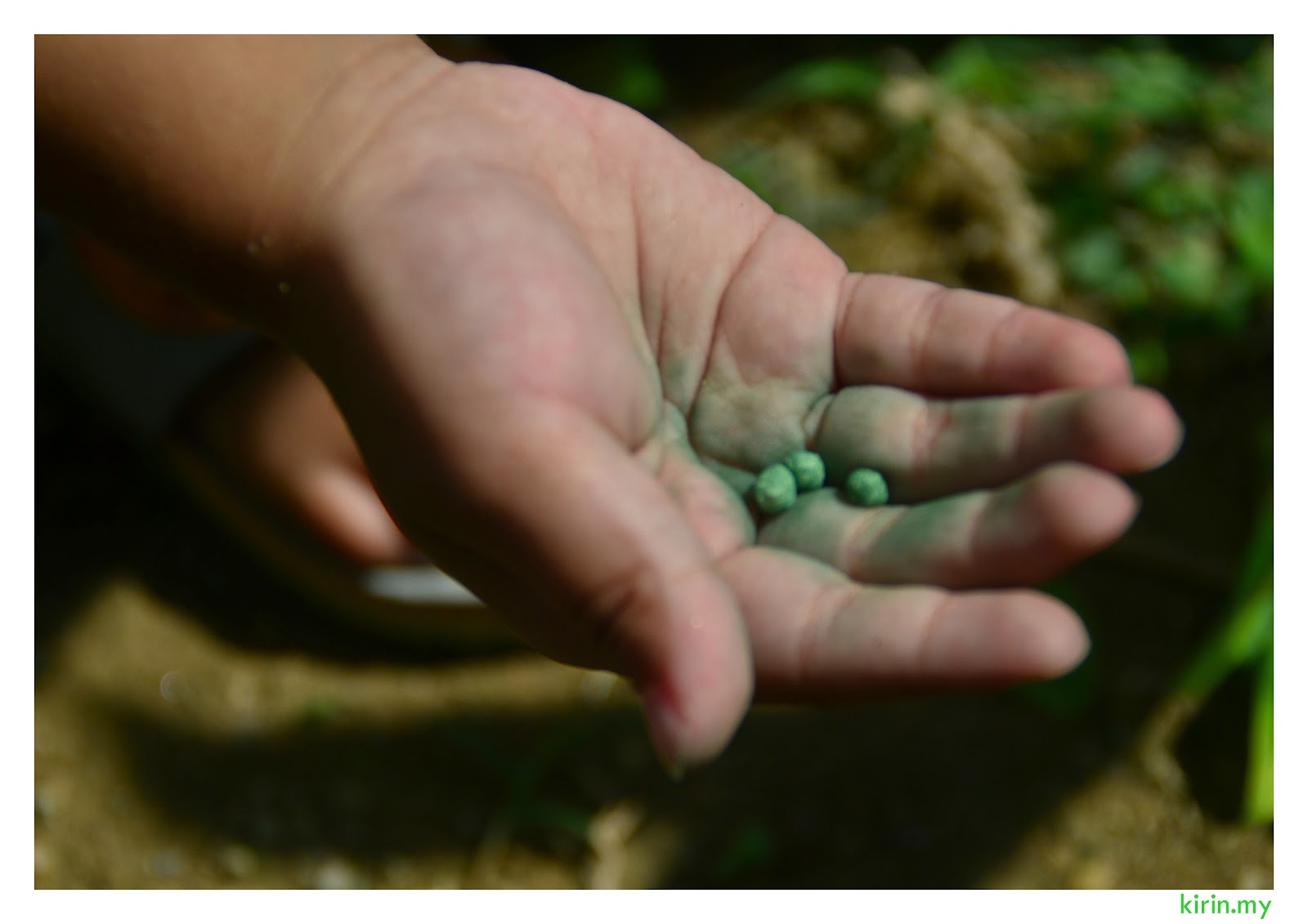 Tips Penanaman Jagung HibriMas & MasMadu (Part 1)