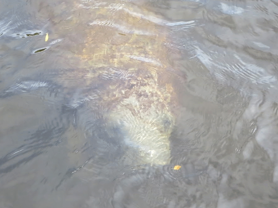 Where to See Manatees in the Florida Everglades on a Naples Day Trip