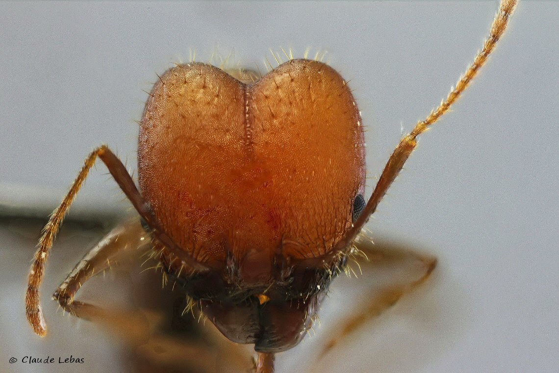 fourmis du Guatemala: Pheidole sp San Pedro