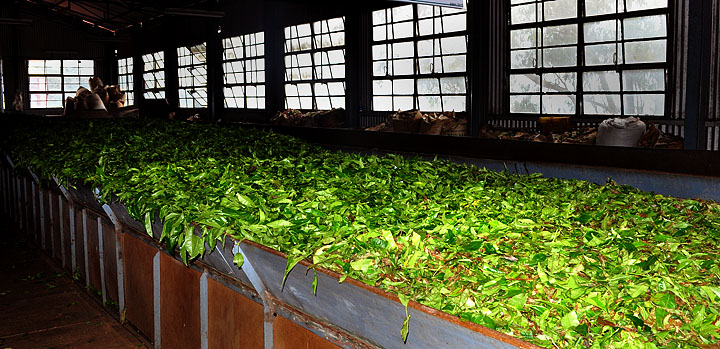 Arjun Haarith: Process of Manufacturing of Tea Powder