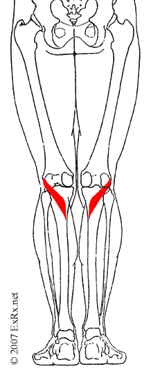 Fisioterapia: Todo sobre el Músculo Poplíteo.