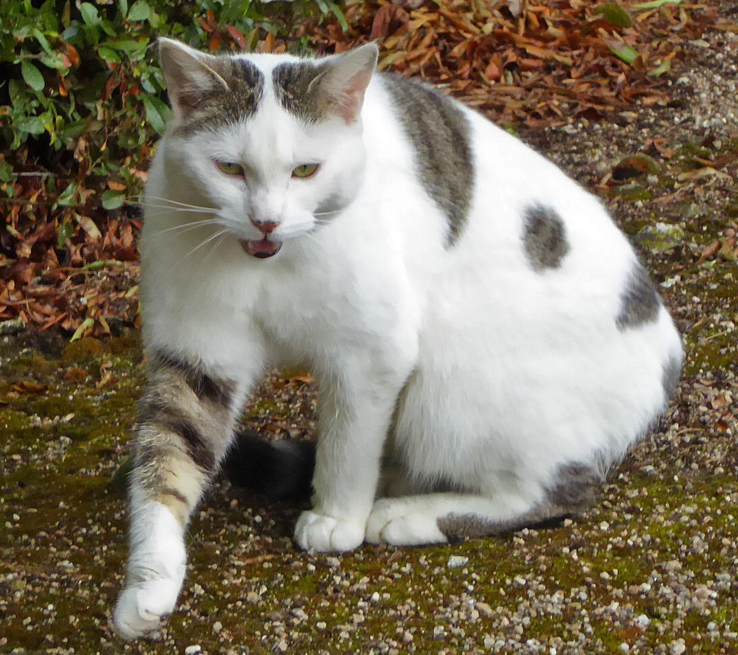 Living the life in Saint-Aignan: Le chat du château