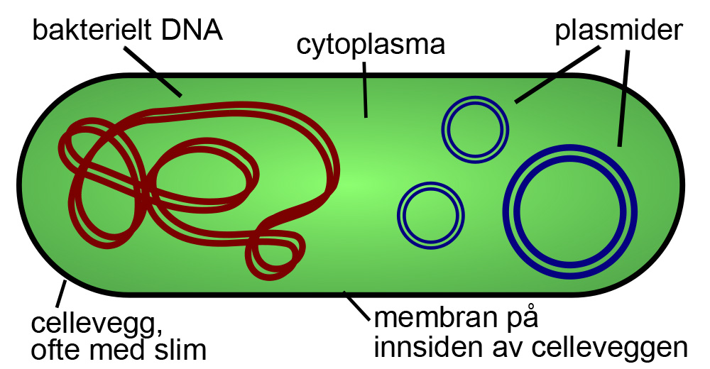 Sofies vilde undervisning: Generelt om bakterier