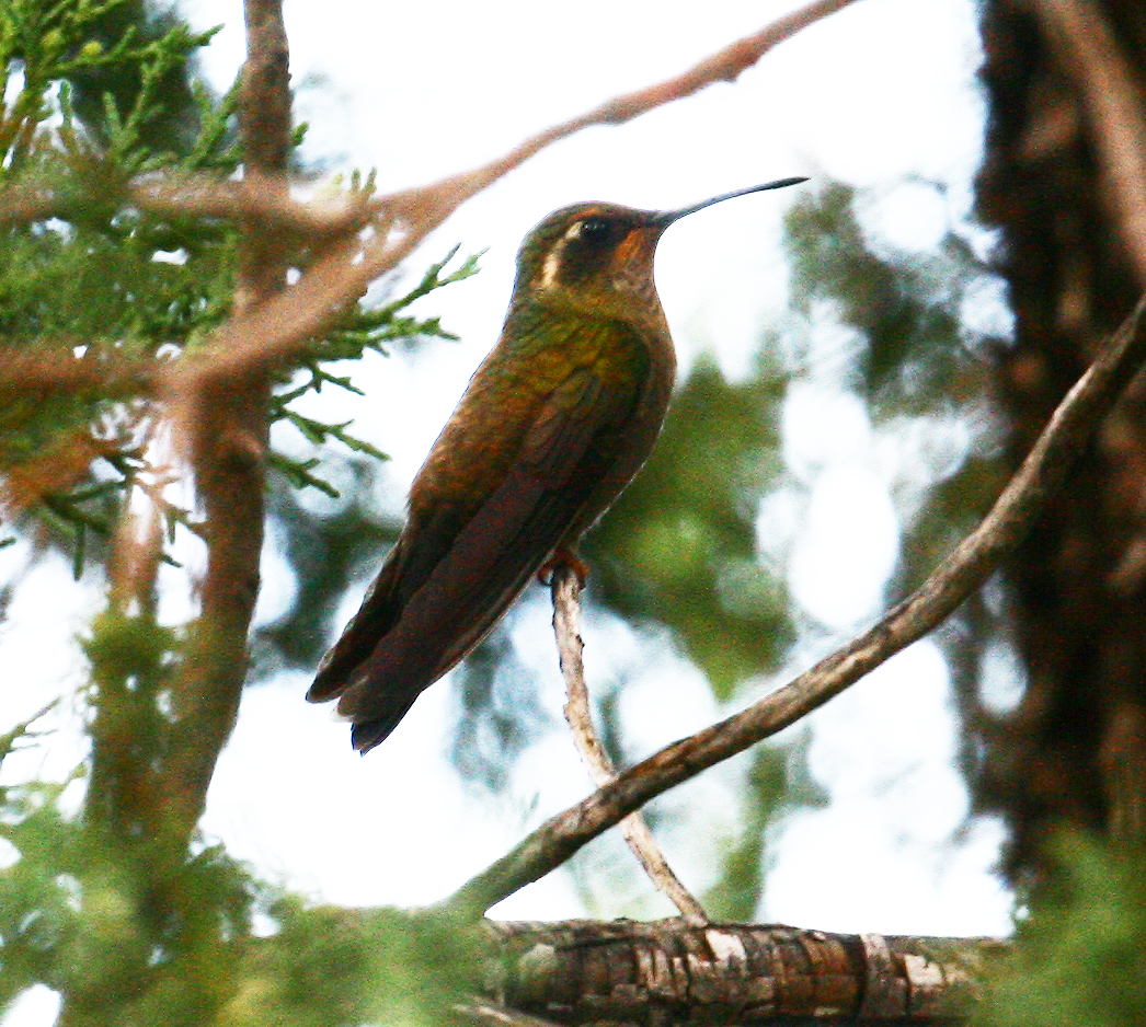 CHRISTMAS MOUNTAINS OASIS: Amethyst-throated Hummingbird