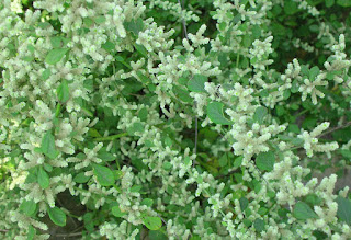 Herbalkart | The Online Herbal Store: Chhaya - Siru Peelai