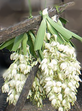 Recetas para hacer dieta saludable: Flor de Itabo