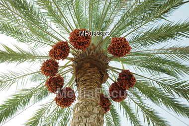 United Arab Emirates: Interesting Facts about UAE