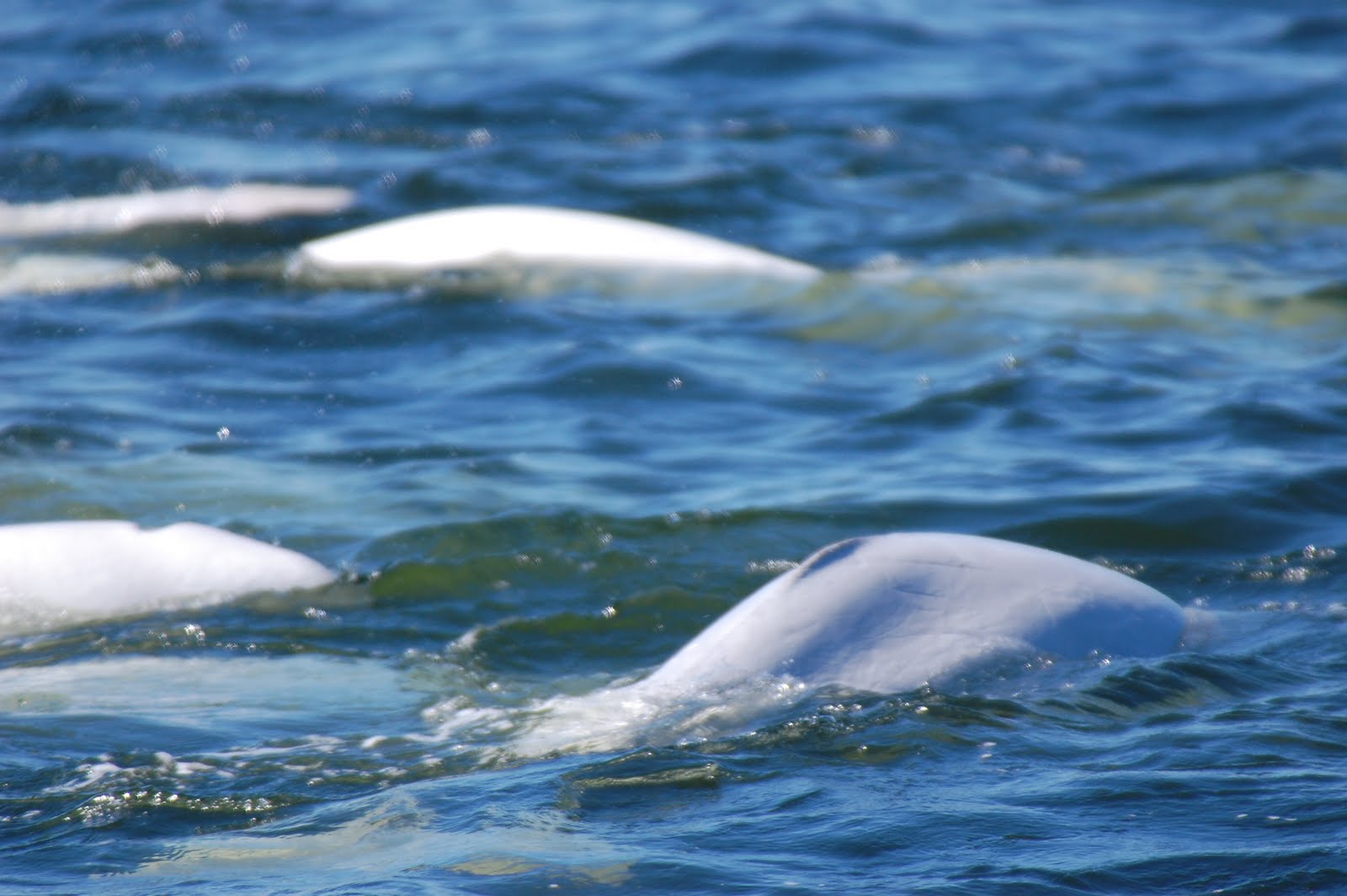 Kaleigh in Churchill: Day 53: Belugas and the Bay