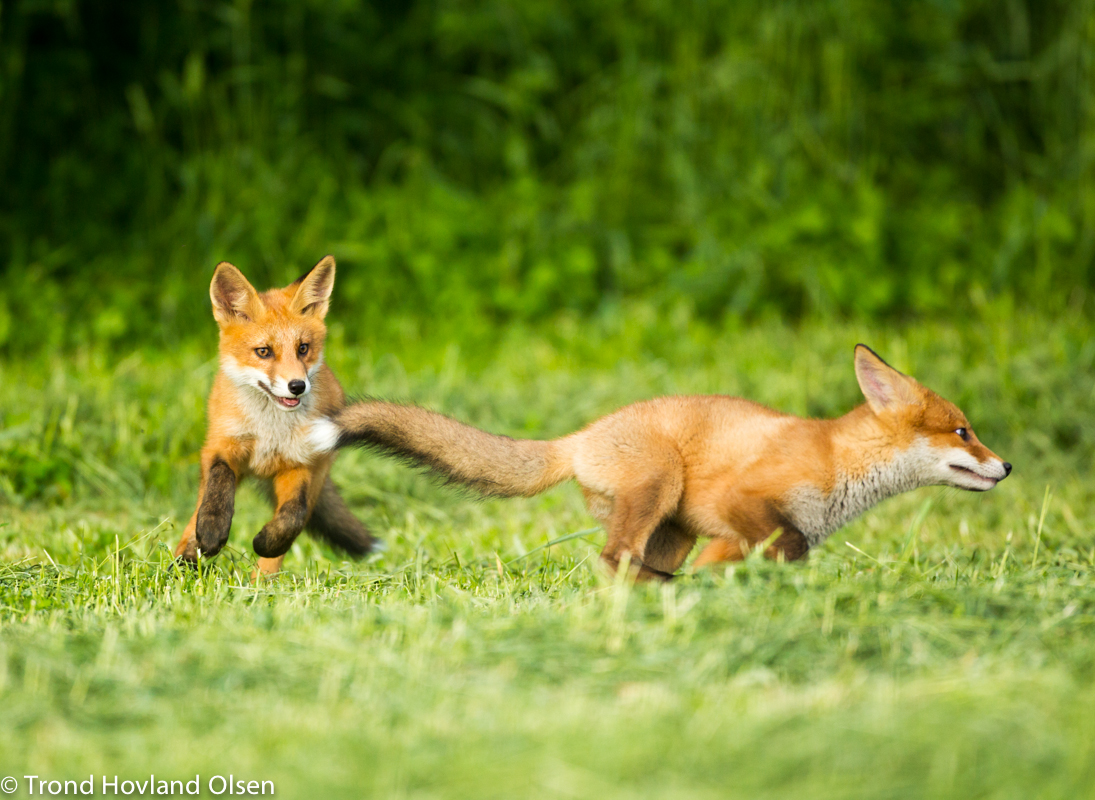 Naturbilder : Rødrev