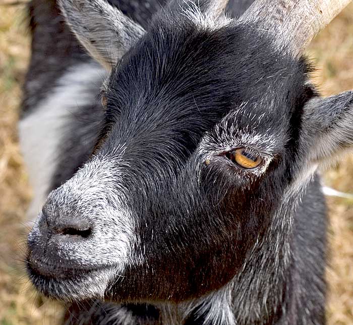 bits and pieces: Givin' the Goat