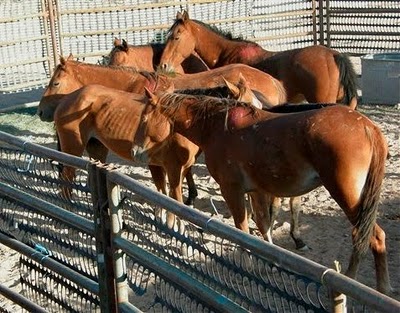 Save the Mustangs: Photos of BLM Roundups