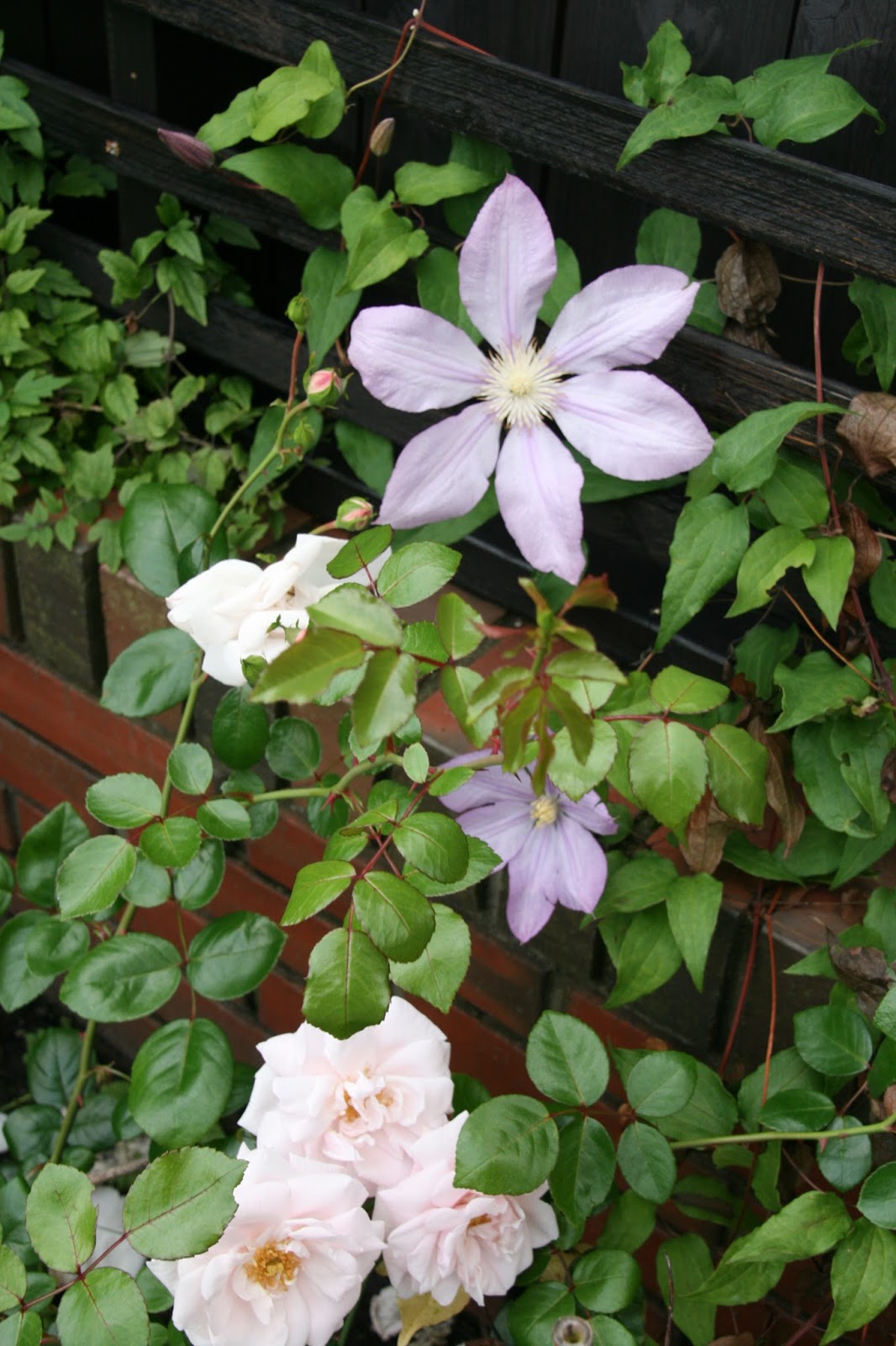 Kreativ Lycke: Pioner, Roser og Klematis