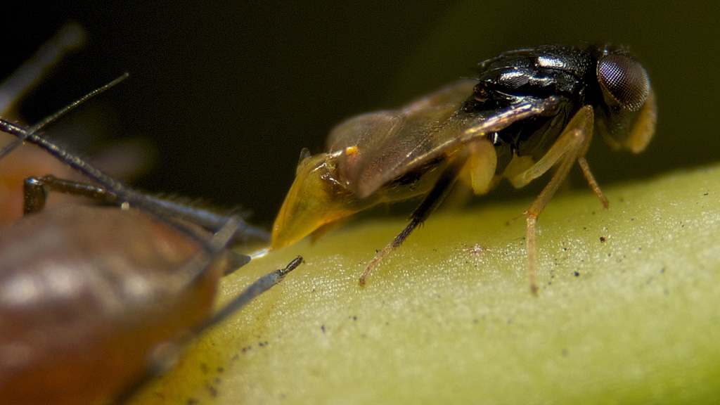 ムシをデザインしたのはダレ？: ツヤコバチ科 ( Aphelinus sp. ) 産卵