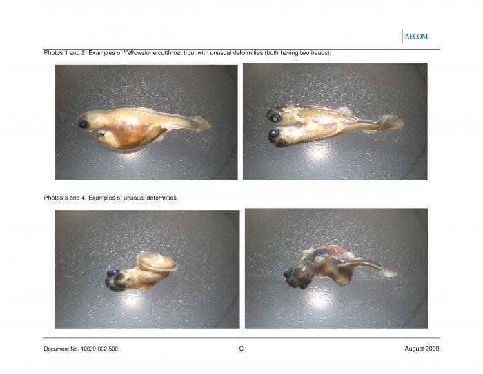 The Fisheries Blog: Trout, a canary in the phosphate-mine