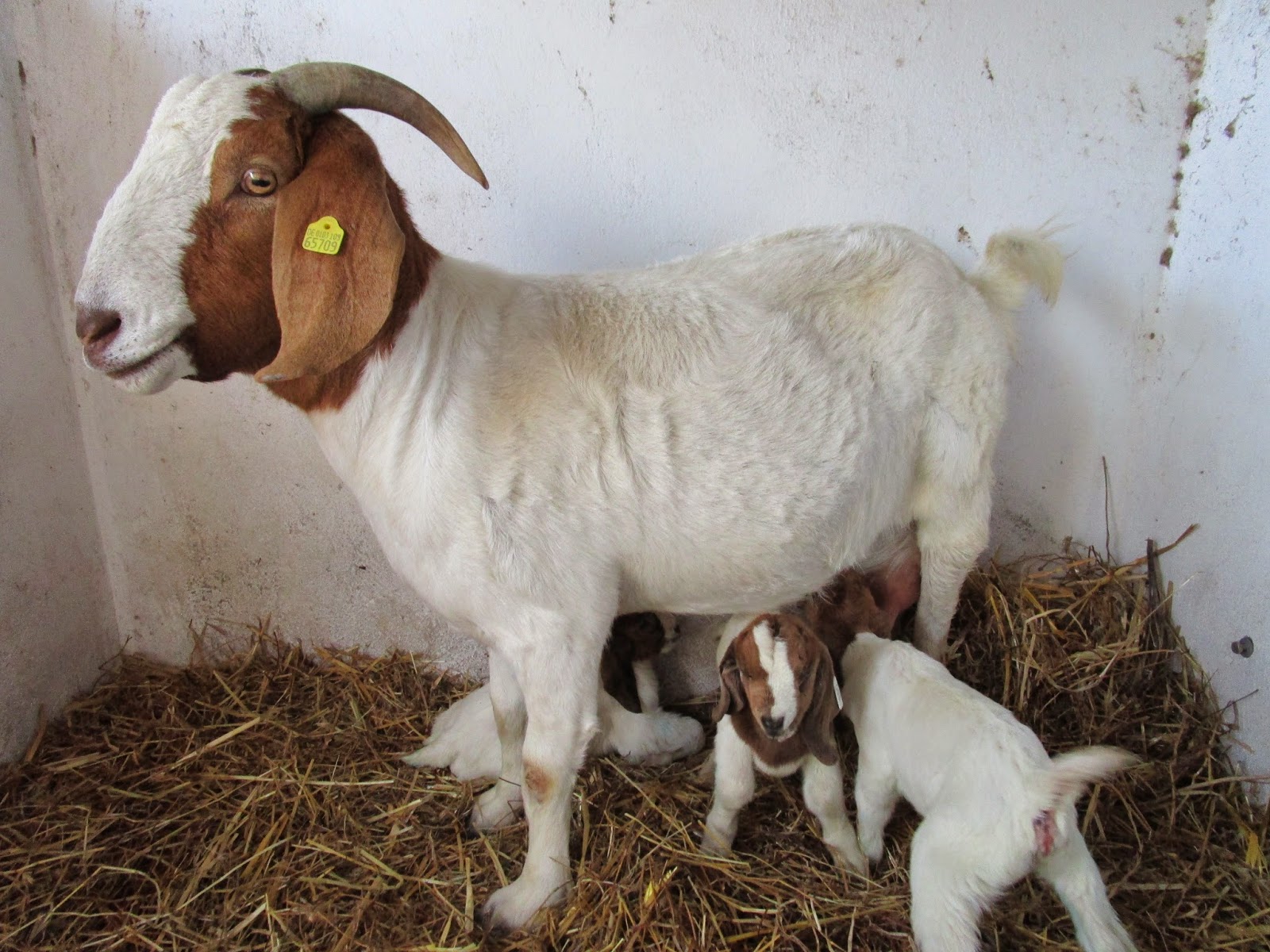 Boer Goats Portugal: REGRESSO AO ACTIVO!!! 02-2015