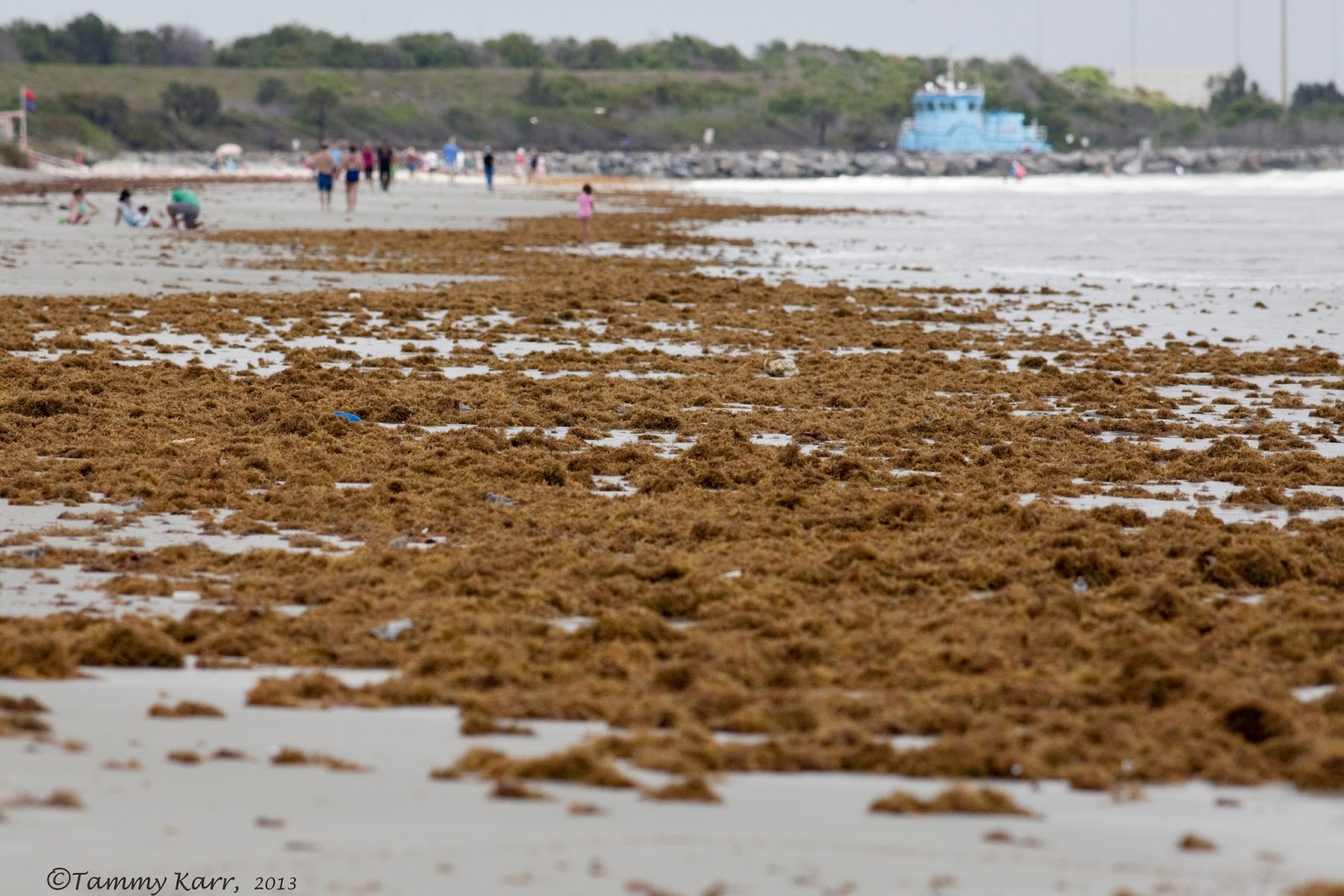 i heart florida birds: What a Wrack!