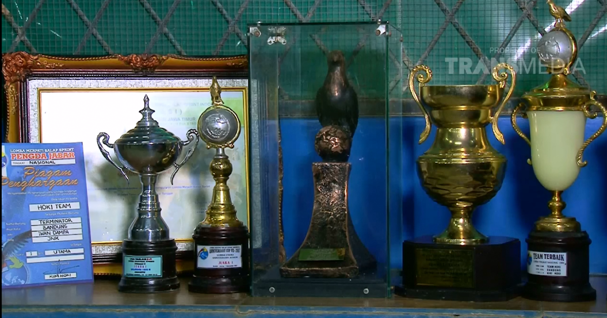 Merpati Balap Terminator Legendaris | Merpati Balap