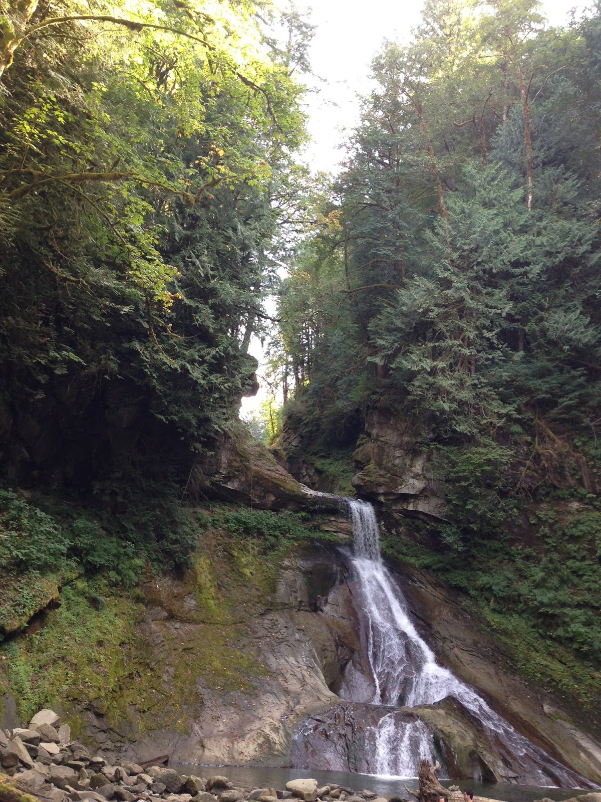 the mighty max update: racehorse falls