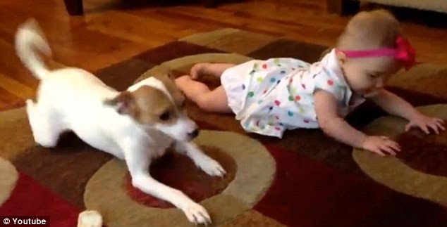 Imperdible: Mira como este perrito enseña a una bebé como gatear (video ...