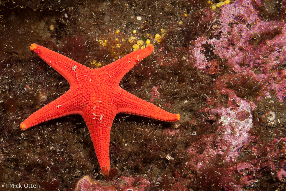 Mick's marine biology: Sea stars of Vancouver Island - part 1