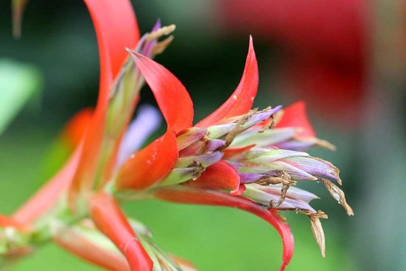 Karins Fototraum: Exotische Blüten
