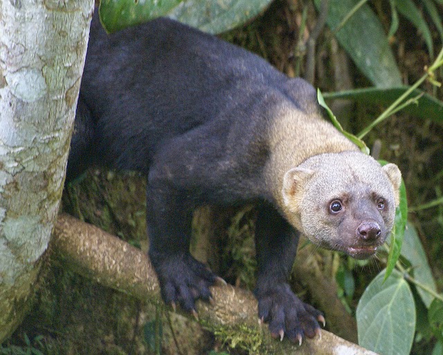 Eira Barbara Animals | Amazing Facts & Latest Pictures | The Wildlife