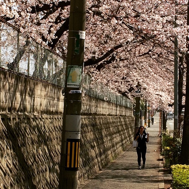 Our Adventures in Japan: sakura walk