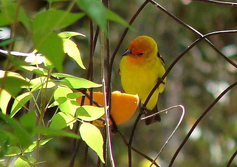 Birding Without Barriers: Madera Canyon Bird Walk With Tucson Audubon
