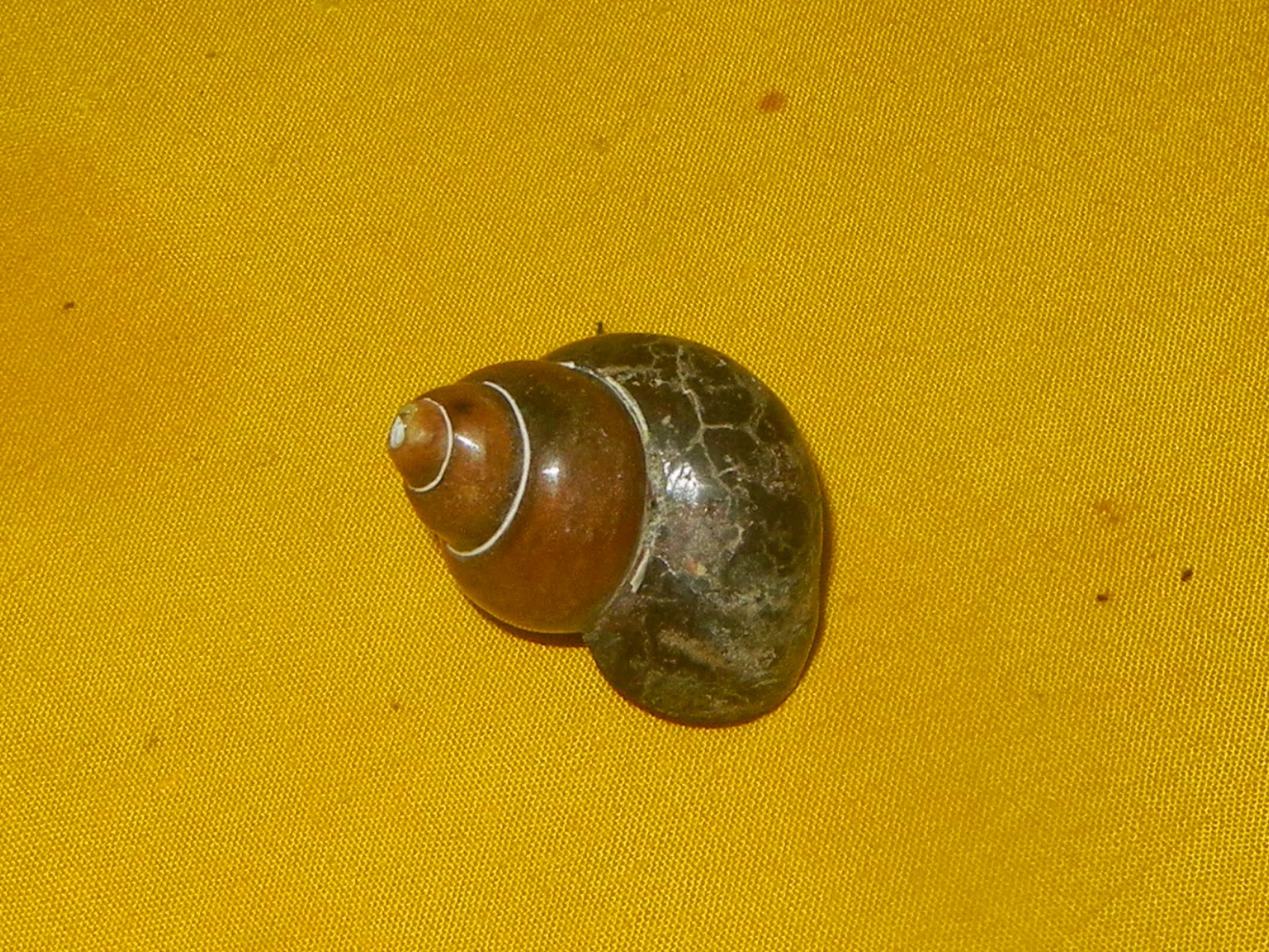 GELIGA KINABALU: SIPUT JADI BATU