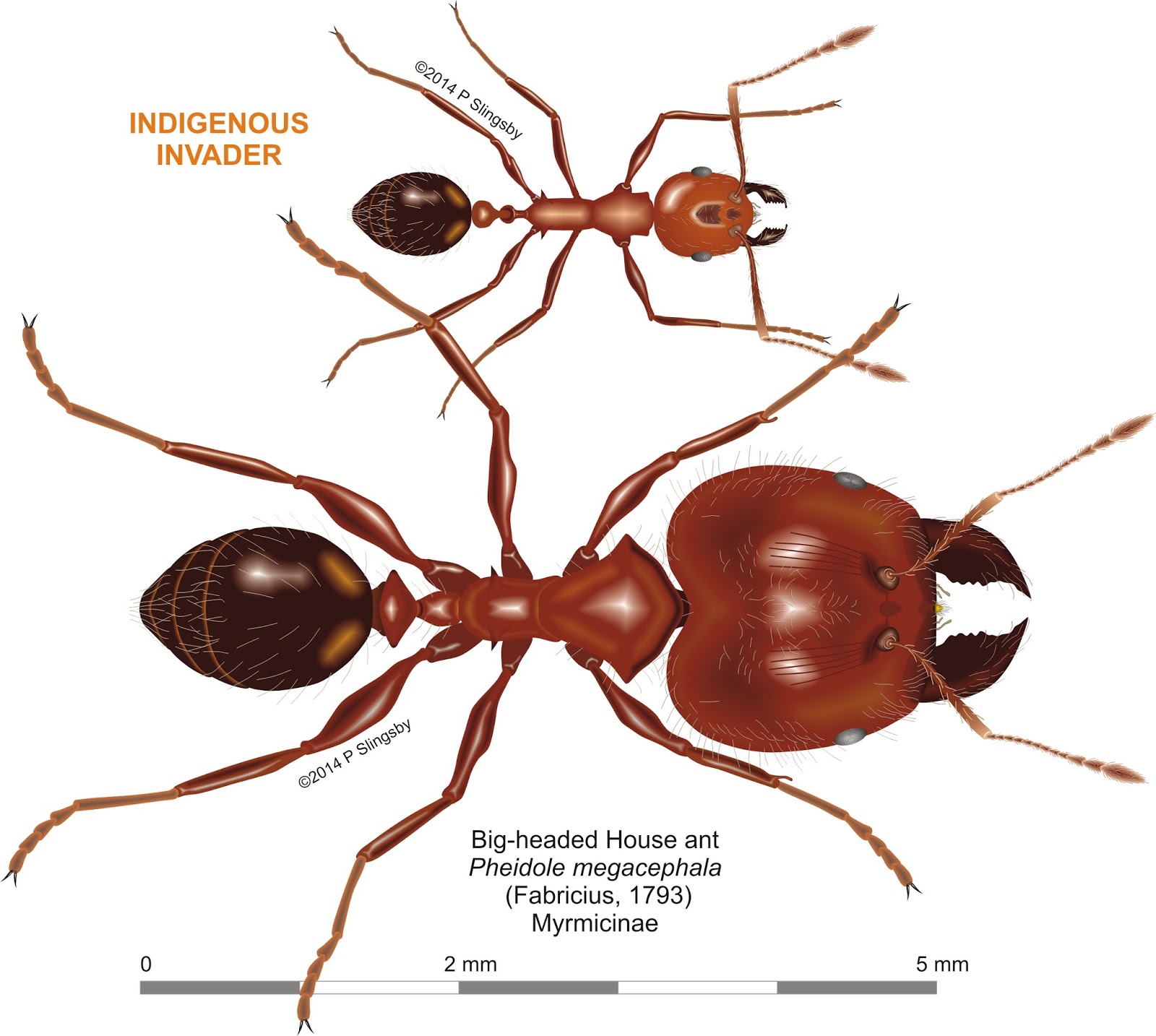 - Ants of Southern Africa -: Ant Catalogue: Southern Africa