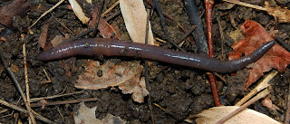 CACING KOOT (PHERETIMA SP.) - VERMIKULTUR