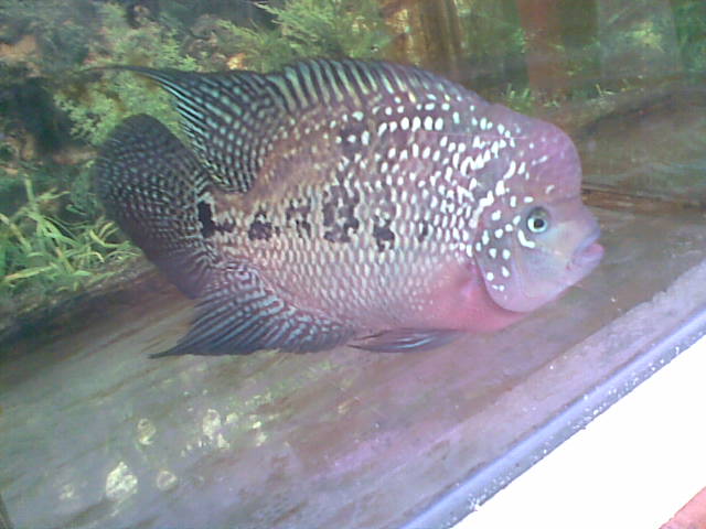 Flowerhorn The Hybrid Cichlids: Lou Han: Antara Hobi, Hoki, dan Bisnis